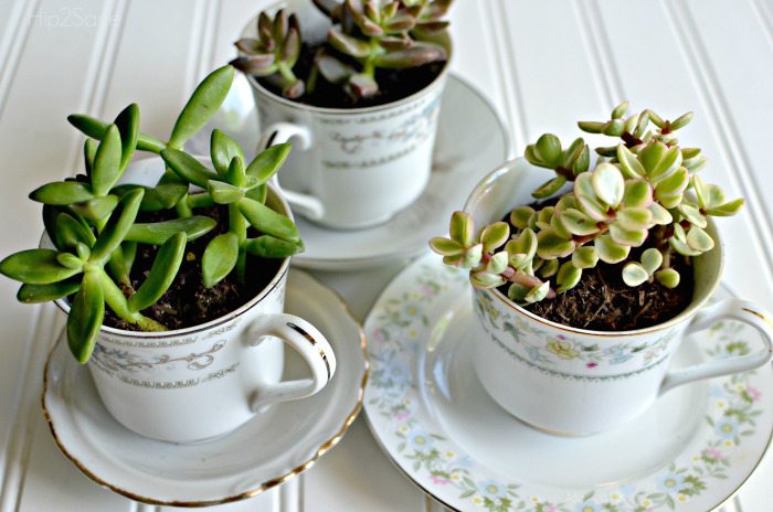 8 Succulent Projects – Craftivity Designs